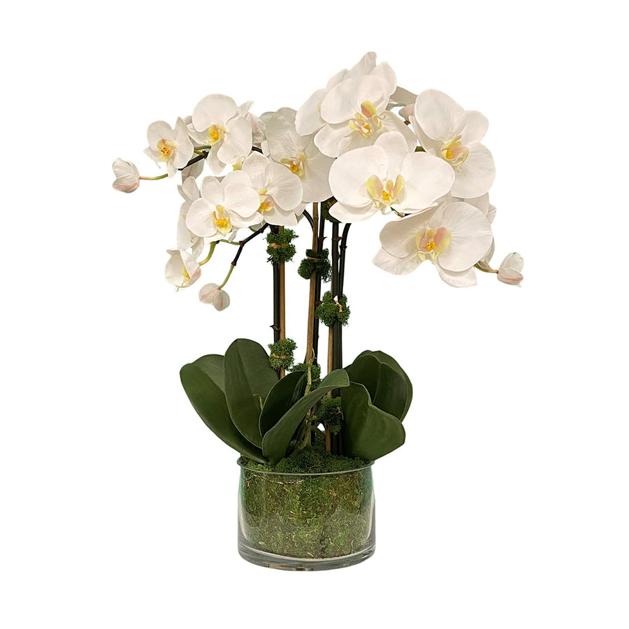 Pacifico Phalaenopsis Orchids with Moss – Gump's